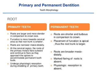 Tooth Morphology -Primary and Permanent Teeth.pptx
