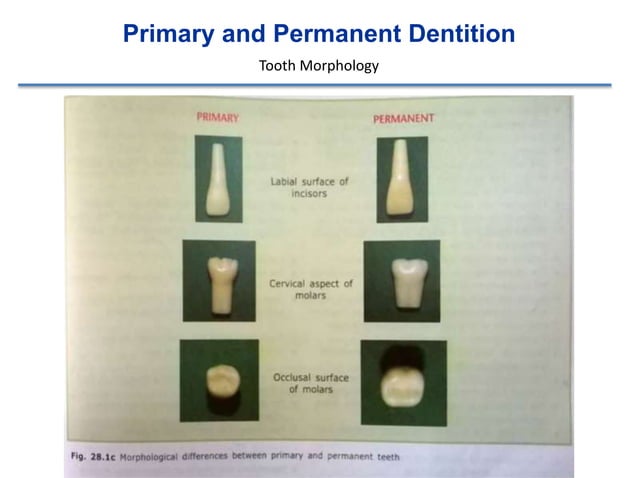 Tooth Morphology -Primary and Permanent Teeth.pptx