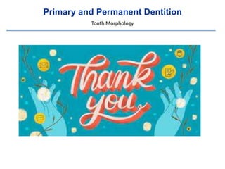 Tooth Morphology -Primary and Permanent Teeth.pptx
