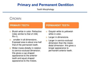 Tooth Morphology -Primary and Permanent Teeth.pptx