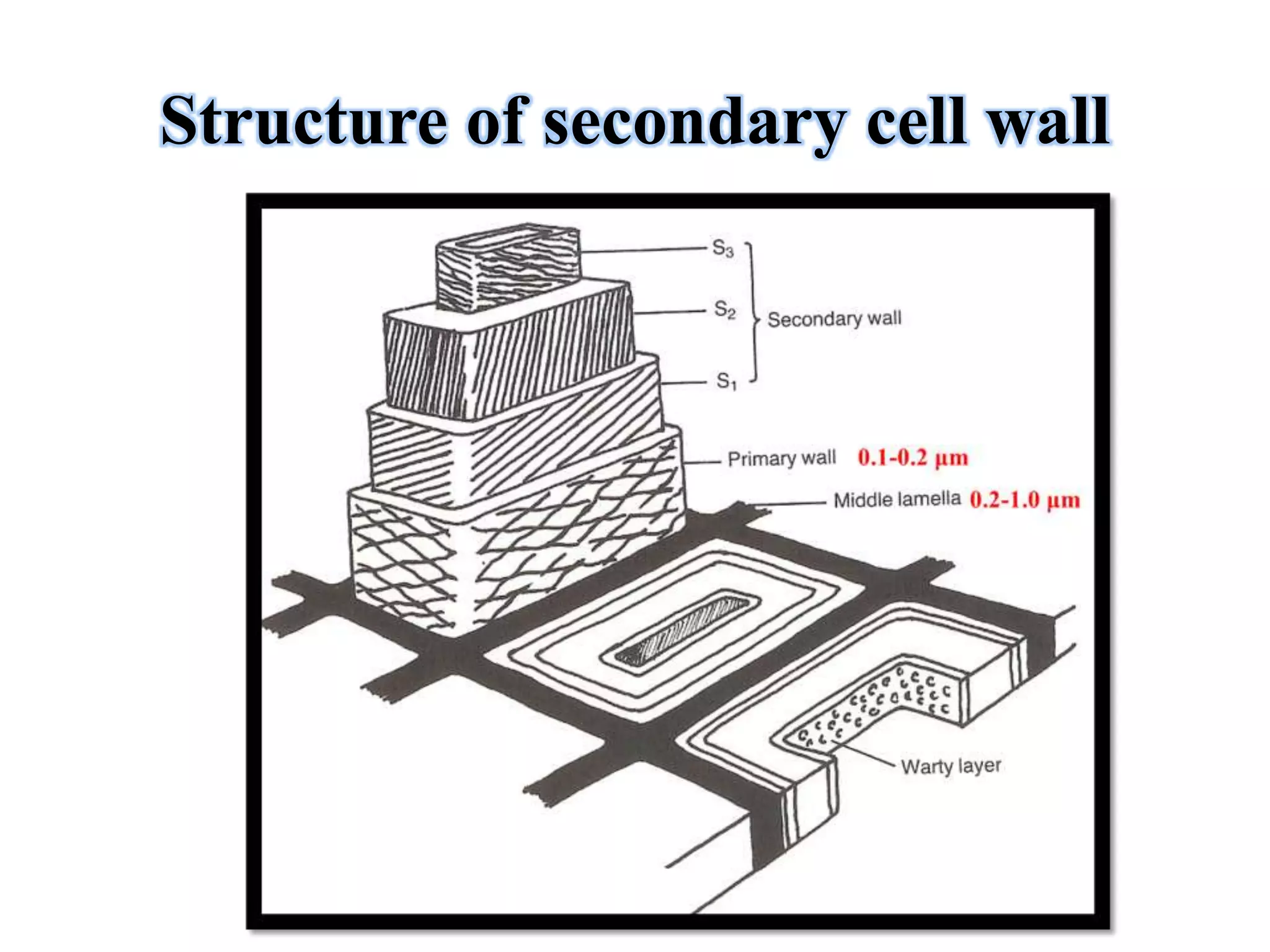 Primary and secondary cell wall | PPTX