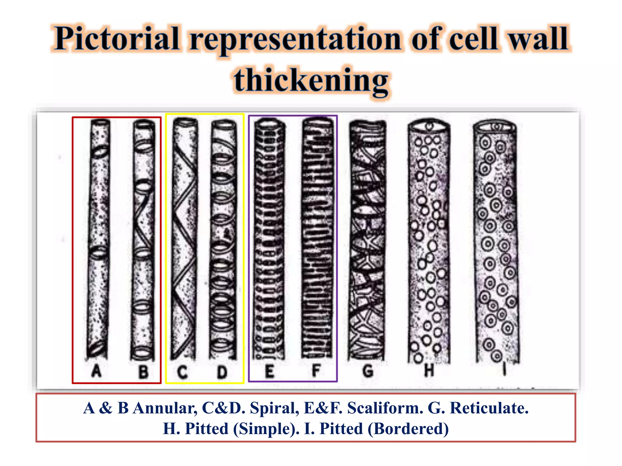 Primary and secondary cell wall | PPTX