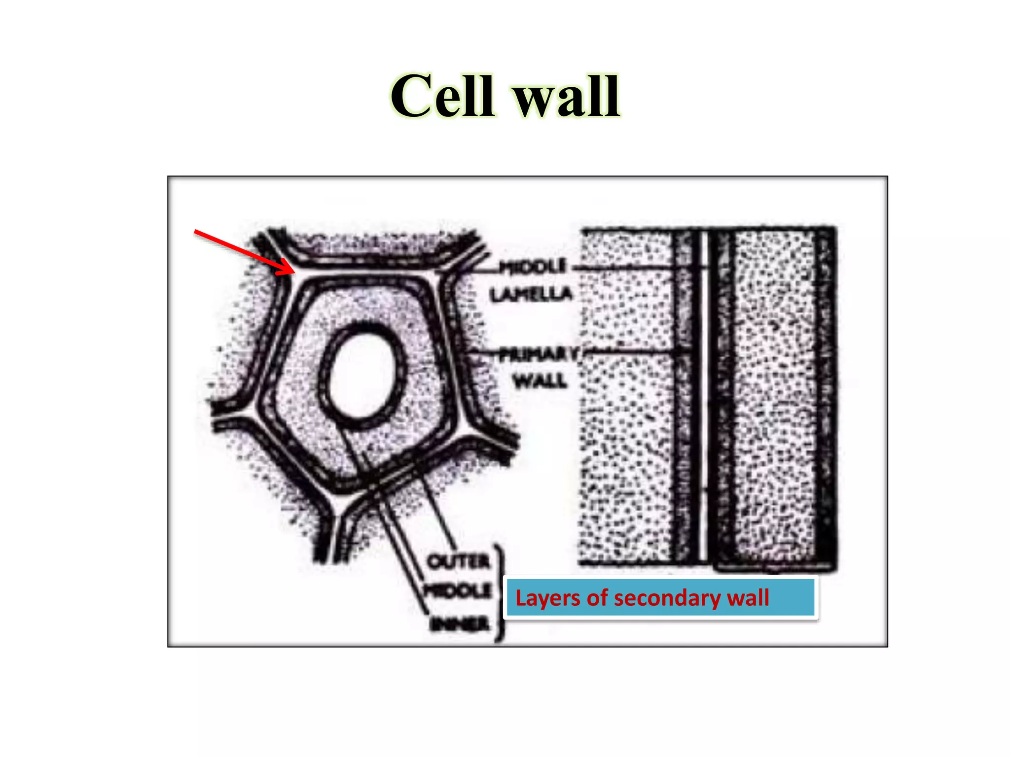 Primary and secondary cell wall | PPTX