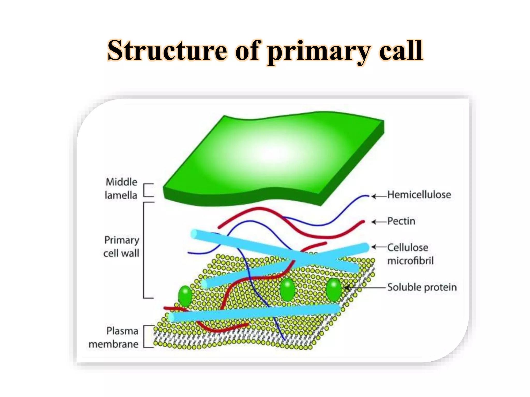 Primary and secondary cell wall | PPTX