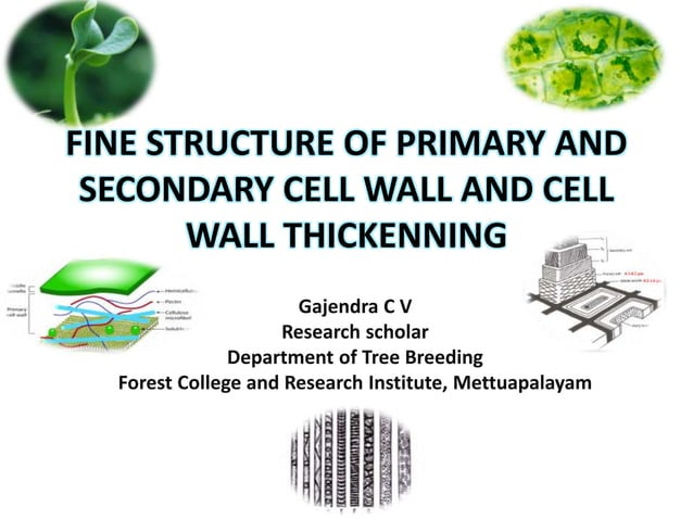 Primary and secondary cell wall | PPTX