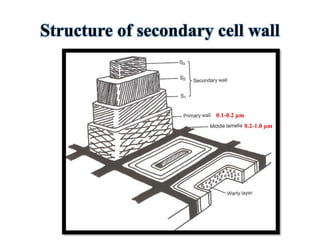 Primary and secondary cell wall | PPTX