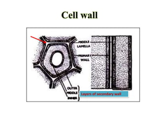 Primary and secondary cell wall | PPTX
