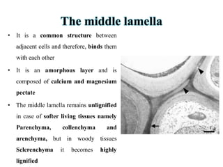 Primary and secondary cell wall | PPTX