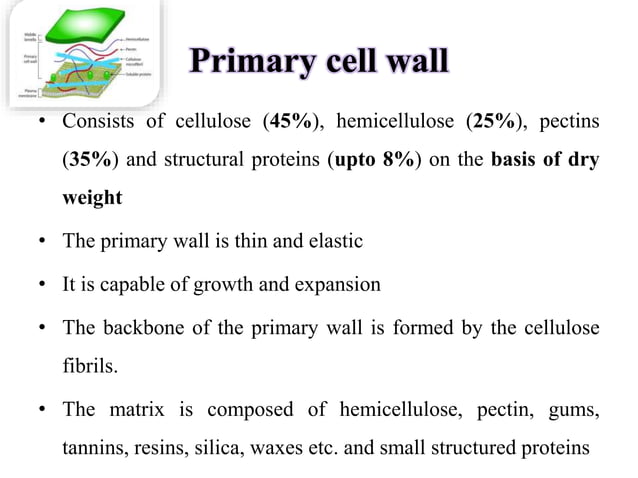 Primary and secondary cell wall | PPTX