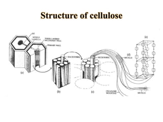 Primary and secondary cell wall | PPTX