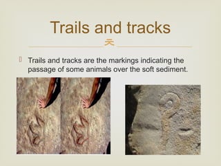 Primary structures geology | PDF