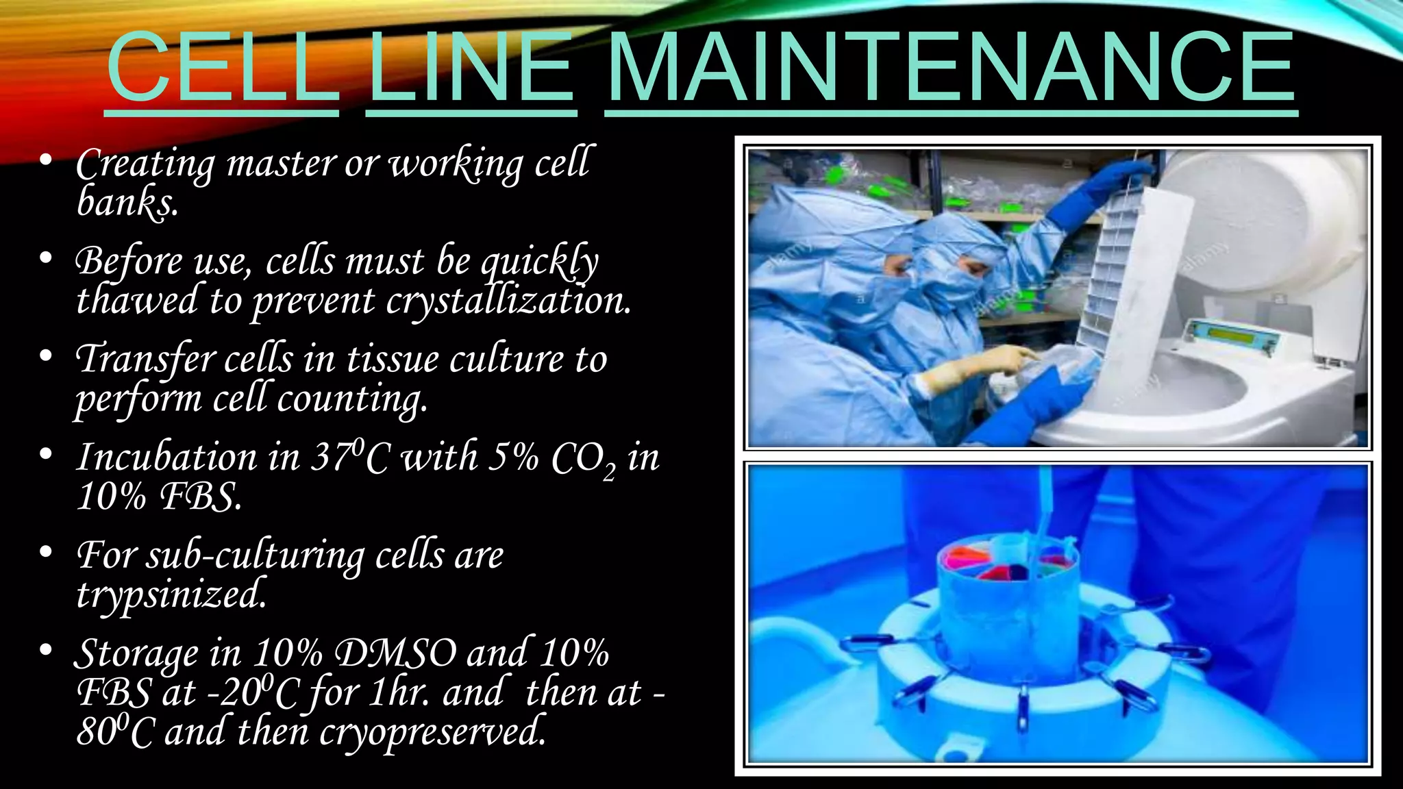 Primary and Secondary Cell Line | PPTX