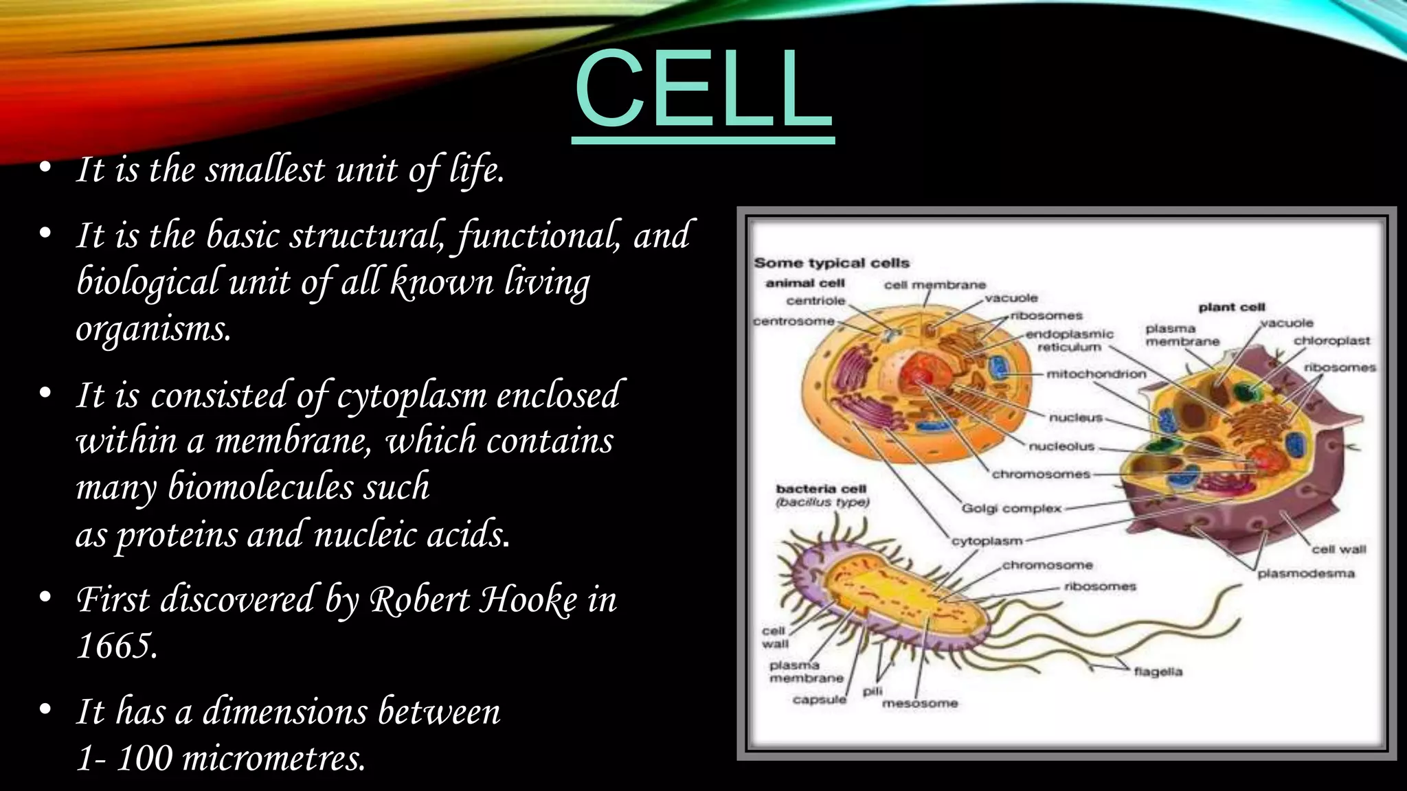 Primary and Secondary Cell Line | PPTX