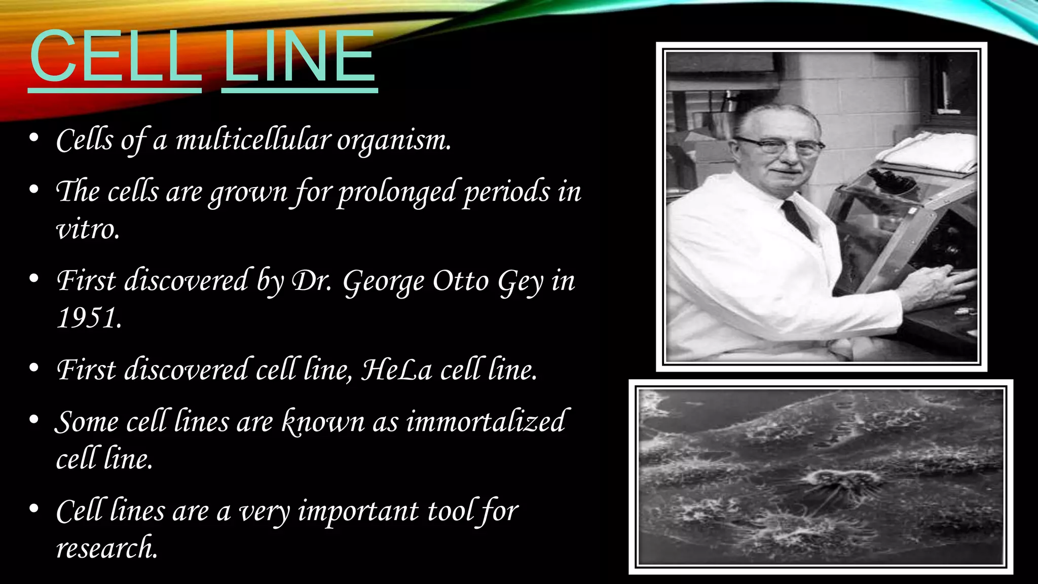 Primary and Secondary Cell Line | PPTX