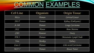 Primary and Secondary Cell Line | PPTX