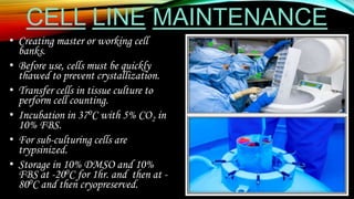 Primary and Secondary Cell Line | PPTX