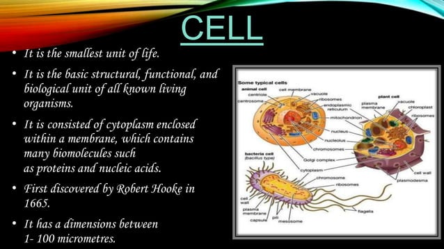 Primary and Secondary Cell Line | PPTX