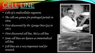 Primary and Secondary Cell Line | PPTX