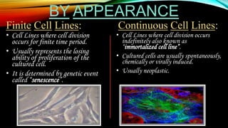 Primary and Secondary Cell Line | PPTX