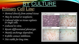 Primary and Secondary Cell Line | PPTX