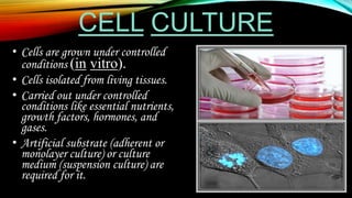 Primary and Secondary Cell Line | PPTX