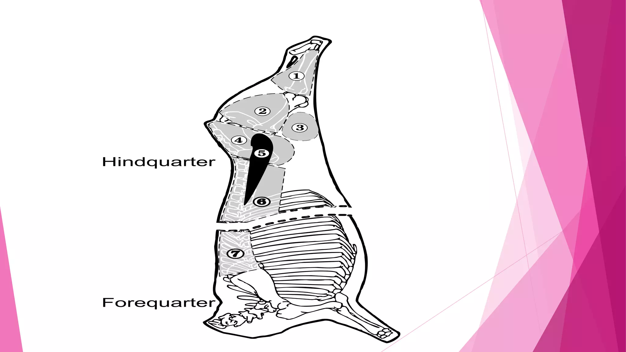 Primary and secondary cuts of meat | PPTX