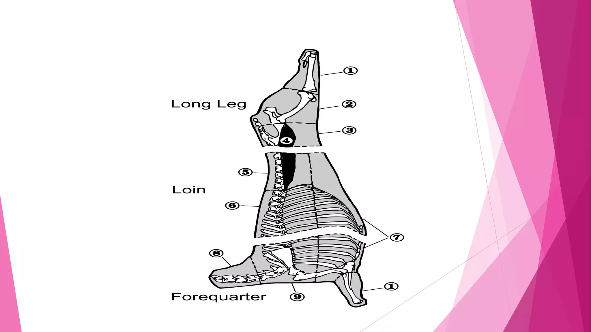 Primary and secondary cuts of meat | PPTX