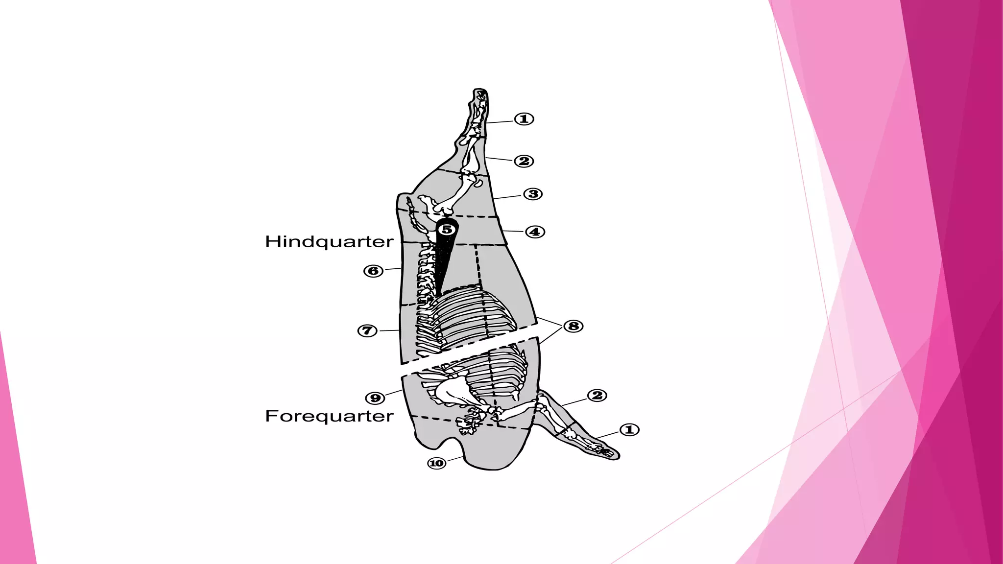 Primary and secondary cuts of meat | PPTX