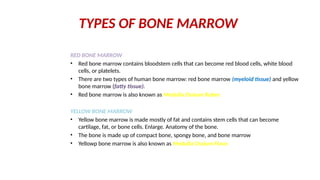 primary and secondary lymphoid organs.pptx