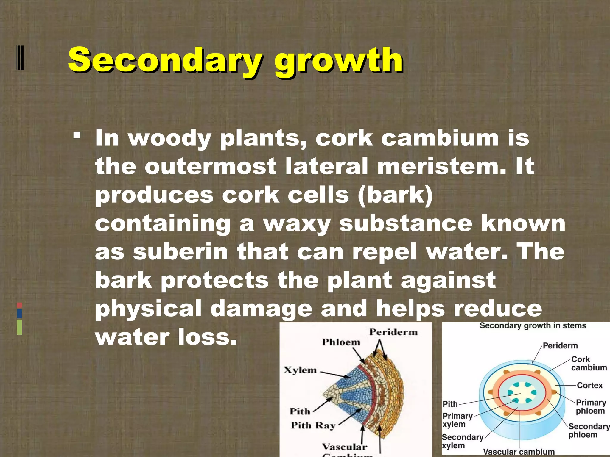 Primary and secondary growth | PPT