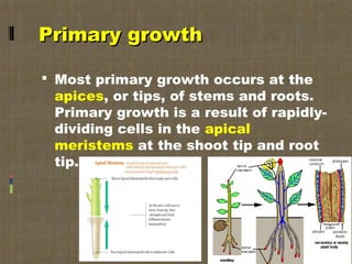 Primary and secondary growth | PPT