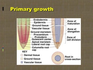 Primary and secondary growth | PPT