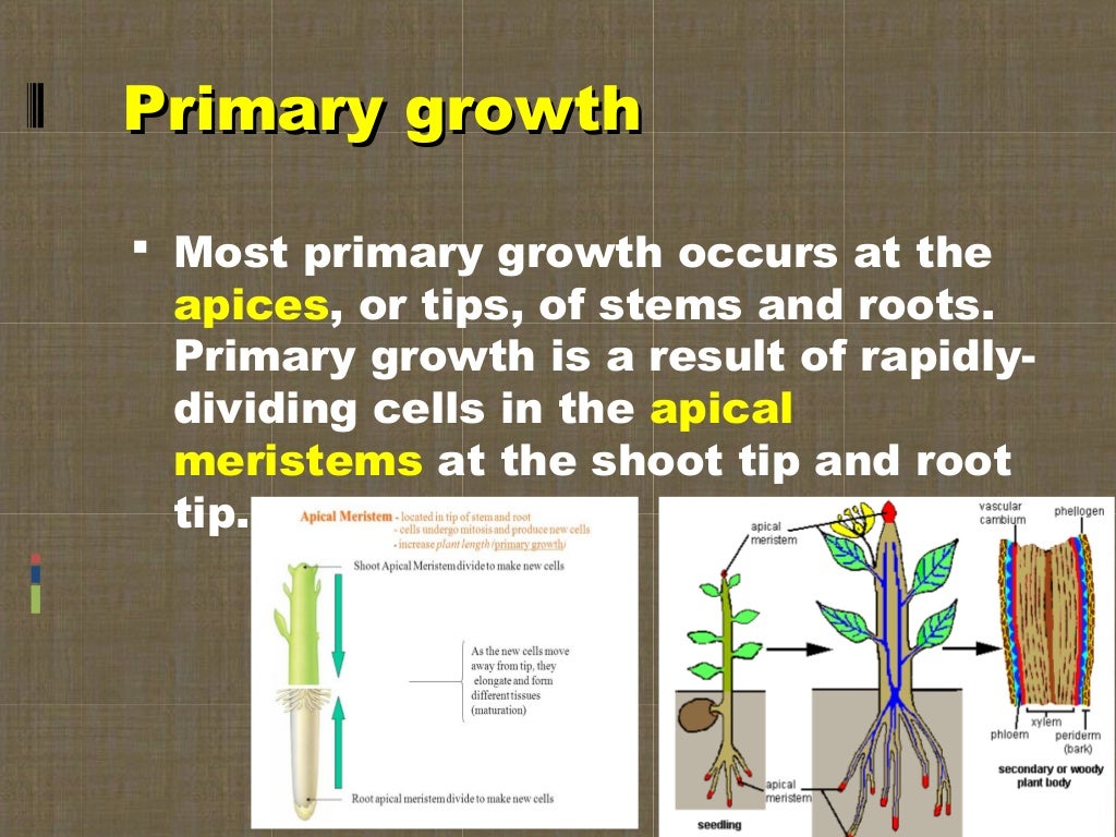 Primary and secondary growth