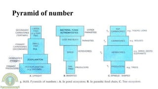 Primary and secondary productions food chain food web troofic level | PPTX