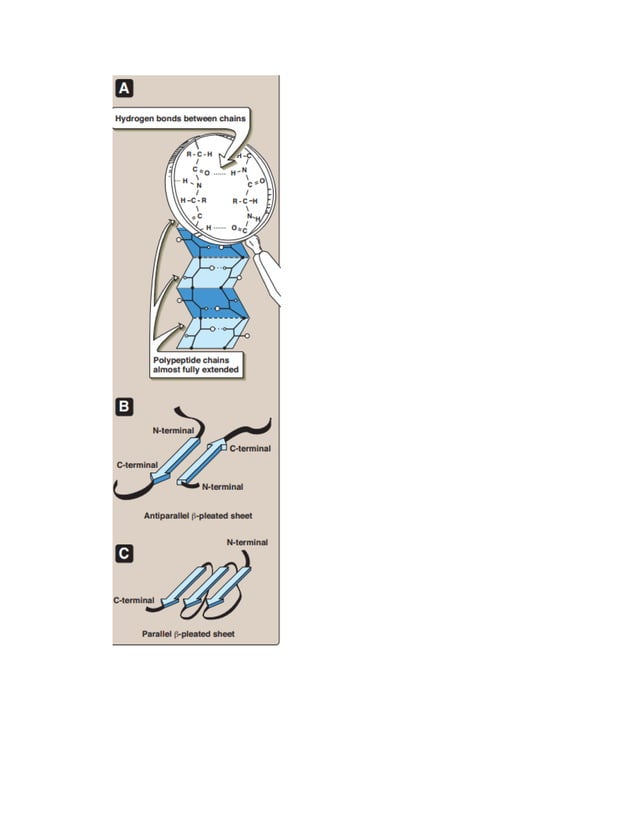 Primary and Secondary str -protein.pdf