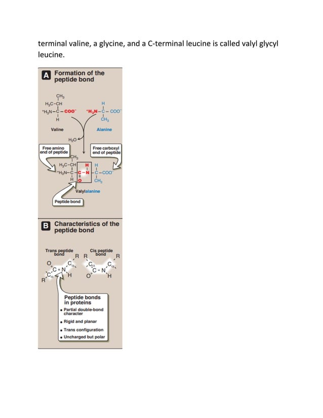 Primary and Secondary str -protein.pdf
