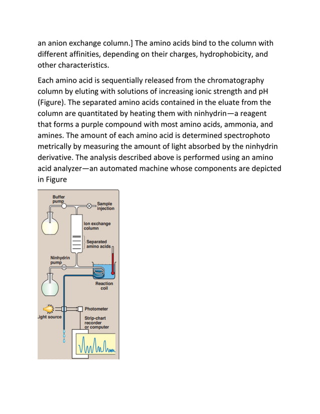 Primary and Secondary str -protein.pdf
