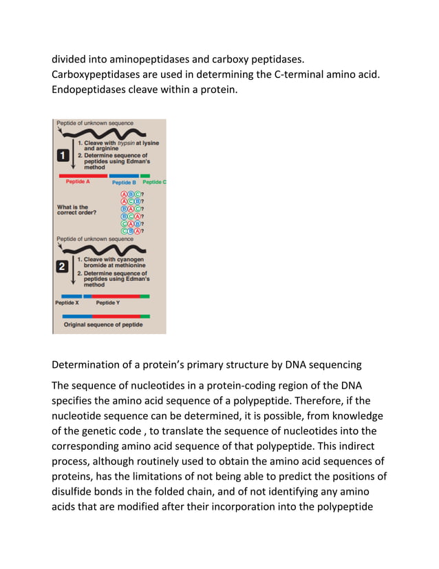 Primary and Secondary str -protein.pdf