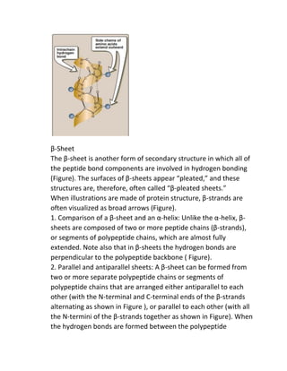 Primary and Secondary str -protein.pdf