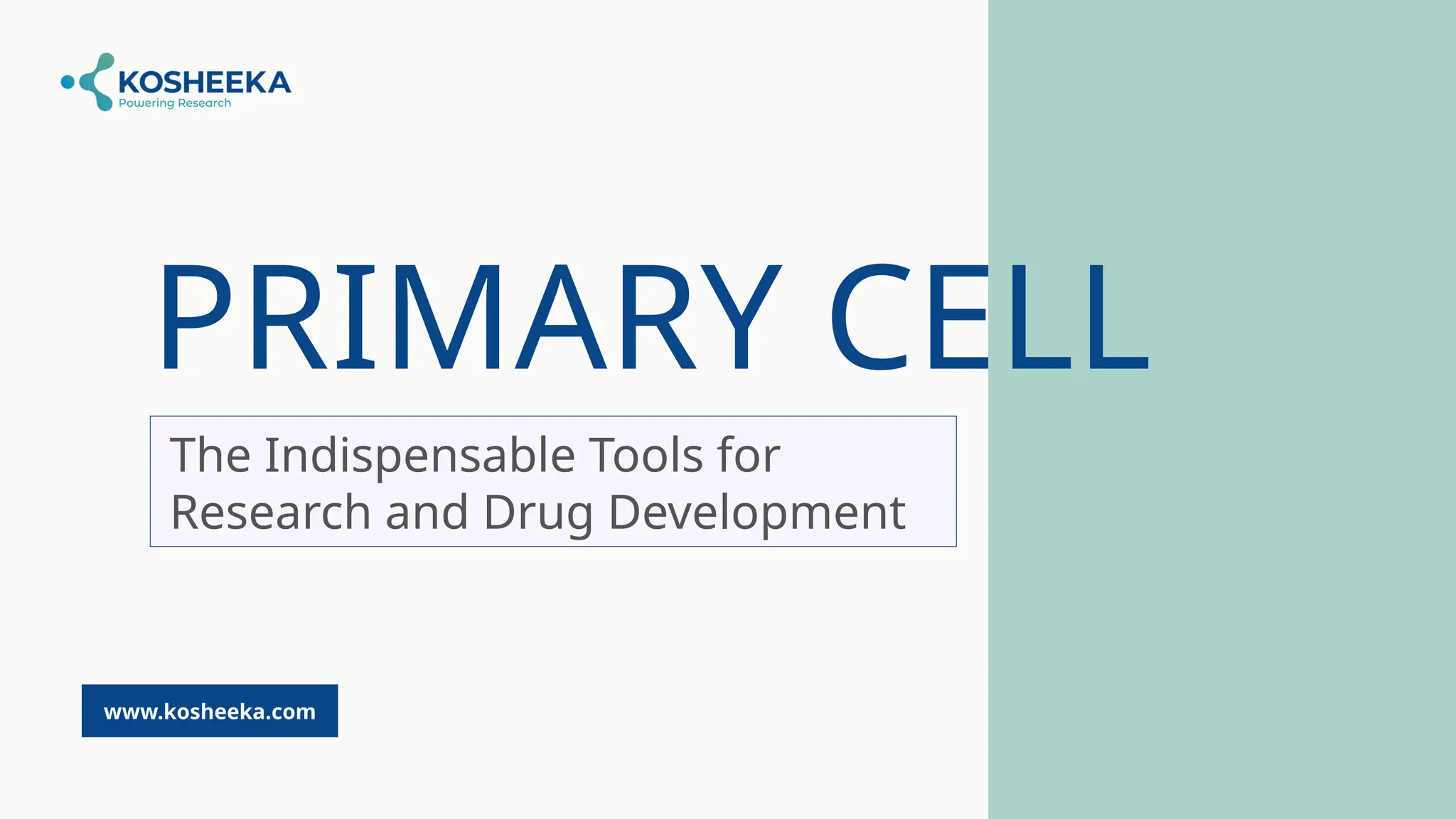 Primary Cells: The Indispensable Tools for Research and Drug ...