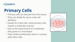 Primary Cells: The Indispensable Tools for Research and Drug ...