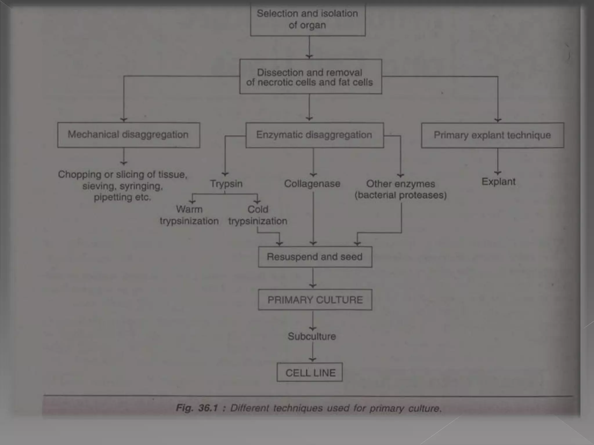 Primary cell culture | PPTX | Biological Sciences | Science
