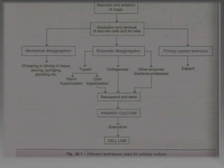 Primary cell culture | PPTX