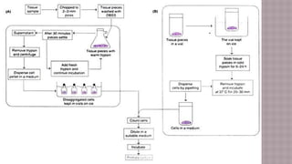 Establishment of Primary animal cell culture | PPTX