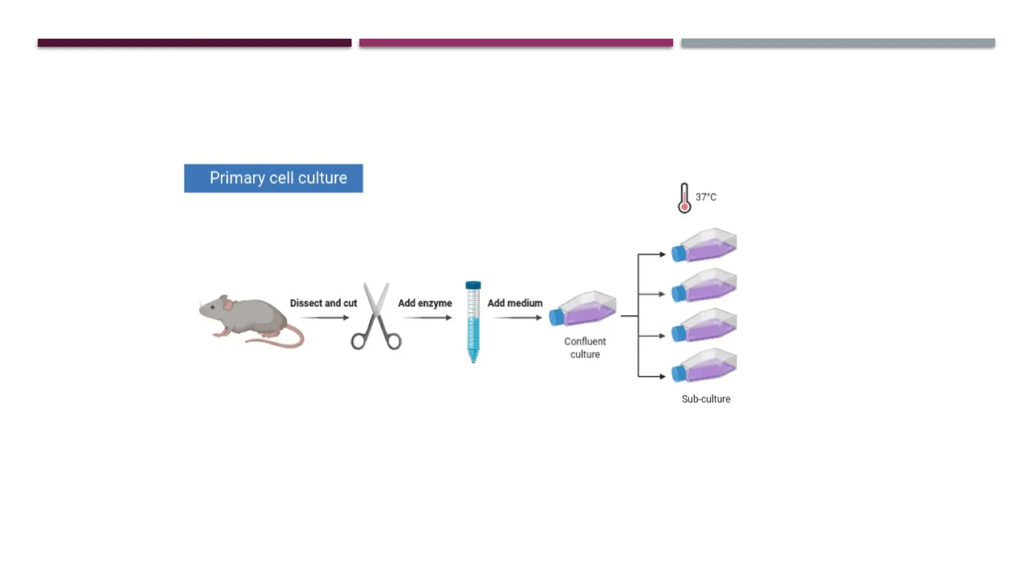 Primary cell culture by using dissociated cells and explant culture ...