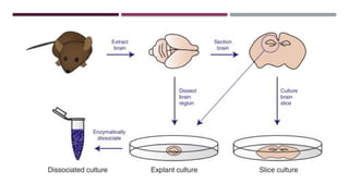 Primary cell culture by using dissociated cells and explant culture ...