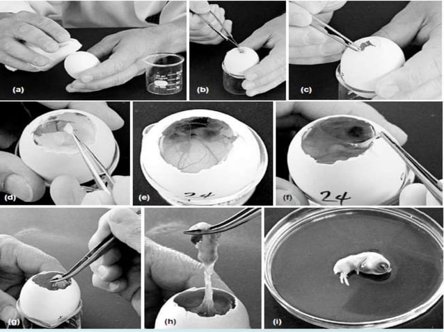 Primary cell culture anjana.pptx