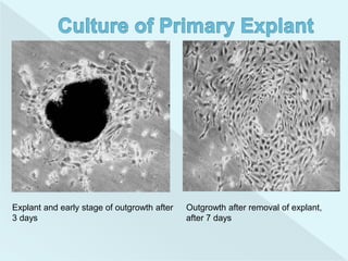 Primary cell culture anjana.pptx