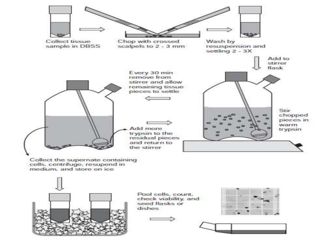 Primary cell culture anjana.pptx