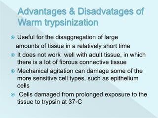 Primary cell culture anjana.pptx